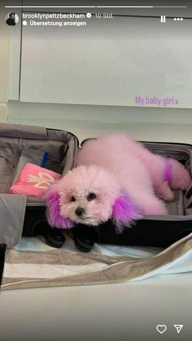 Fans shocked by TikTok video: Brooklyn and Nicola Peltz Beckham dye ...