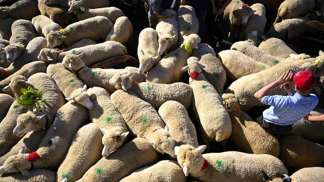 Animal disease: Federal government begins national control of foot-and ...