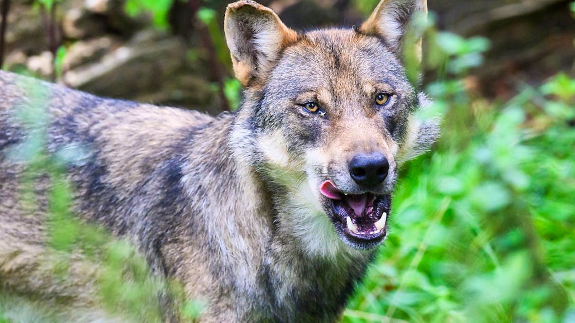 Grandi predatori: Un lupo abbattuto in Alto Vallese | blue News