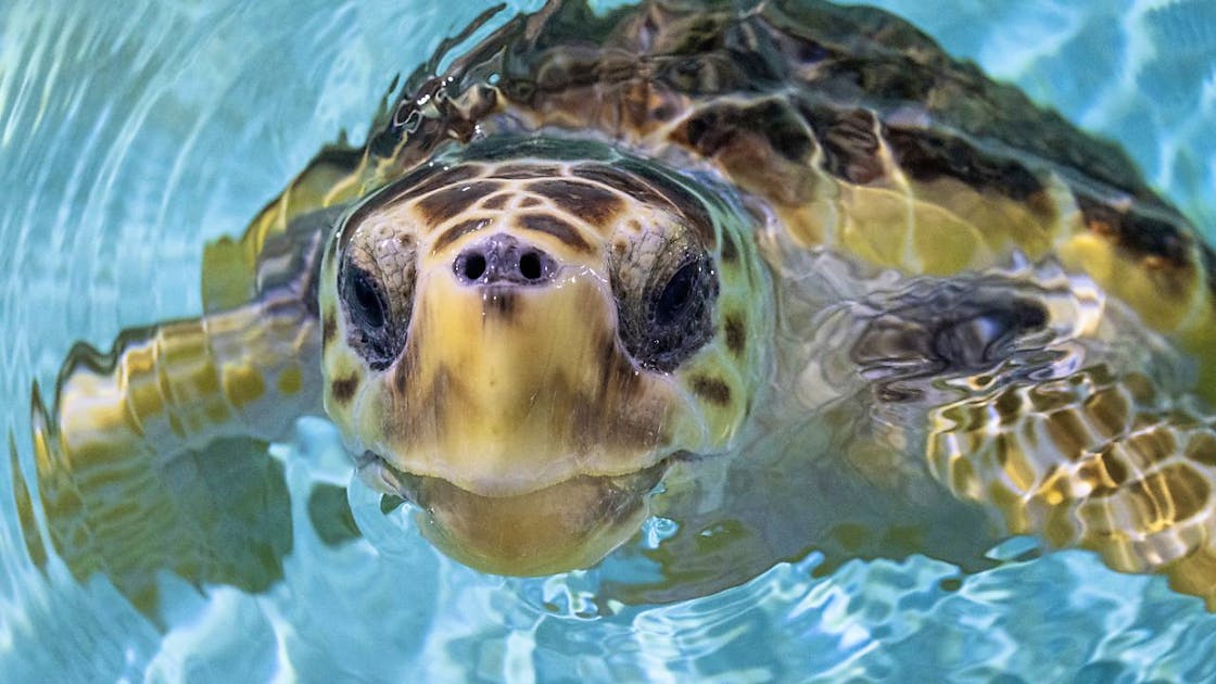 Animals: British navy releases turtles threatened with extinction ...