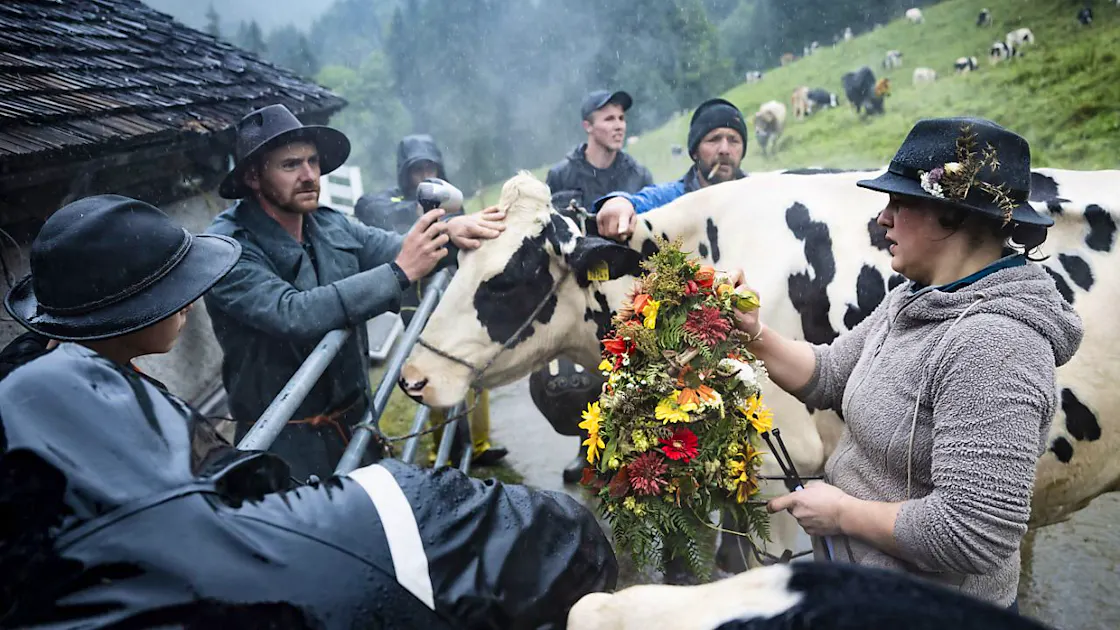 Agriculture: Thousands of people at the Alpine cattle drive from ...