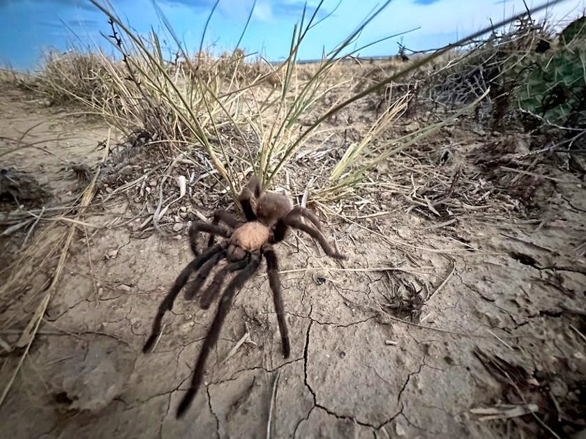 Tarantula mating season becomes a spectacle | blue News