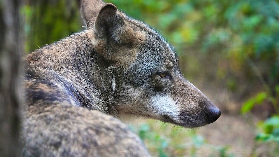 Il Canton Neuchâtel autorizza l'abbattimento di un lupo | blue News