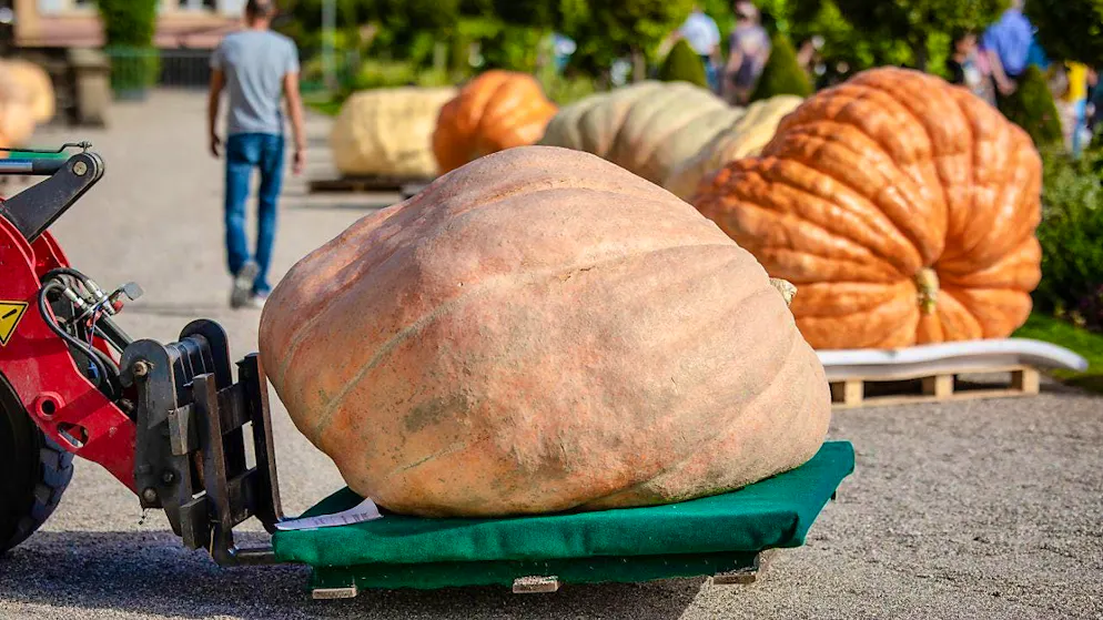 The fattest pumpkin in Europe comes from Belgium | blue News