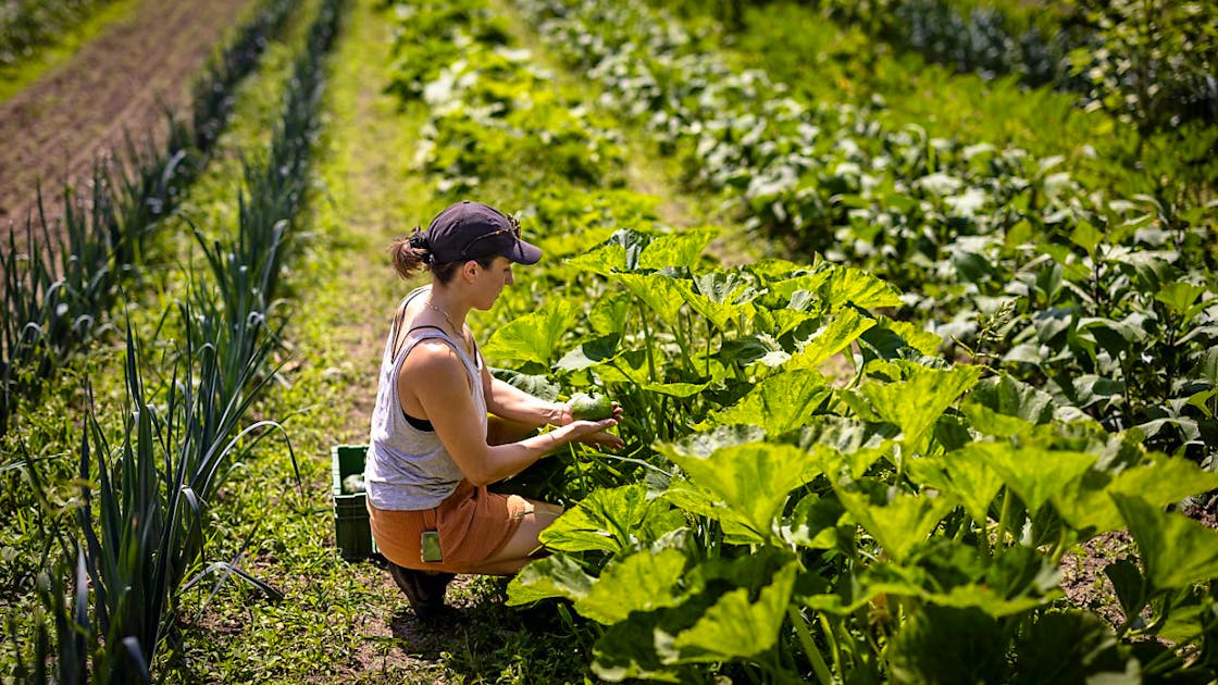 Landwirtschaft/Agrar: Leichter Rückgang der Lernenden in der ...