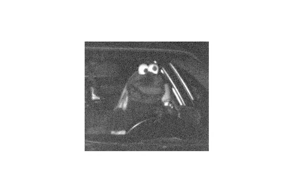 Flashed "crumb monster" pays for buses | blue News
