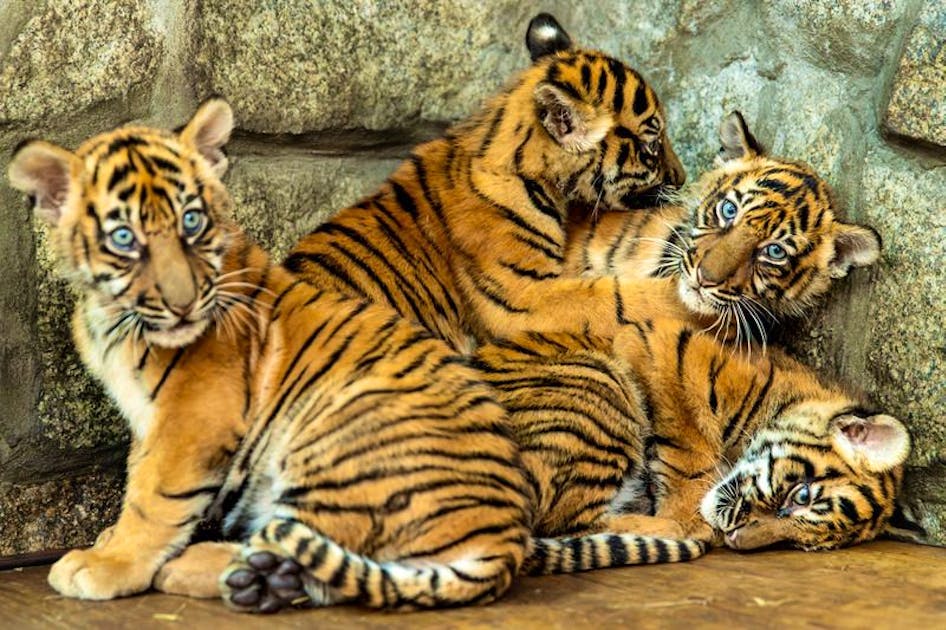 Polish zoo celebrates the birth of four Sumatran tigers | blue News
