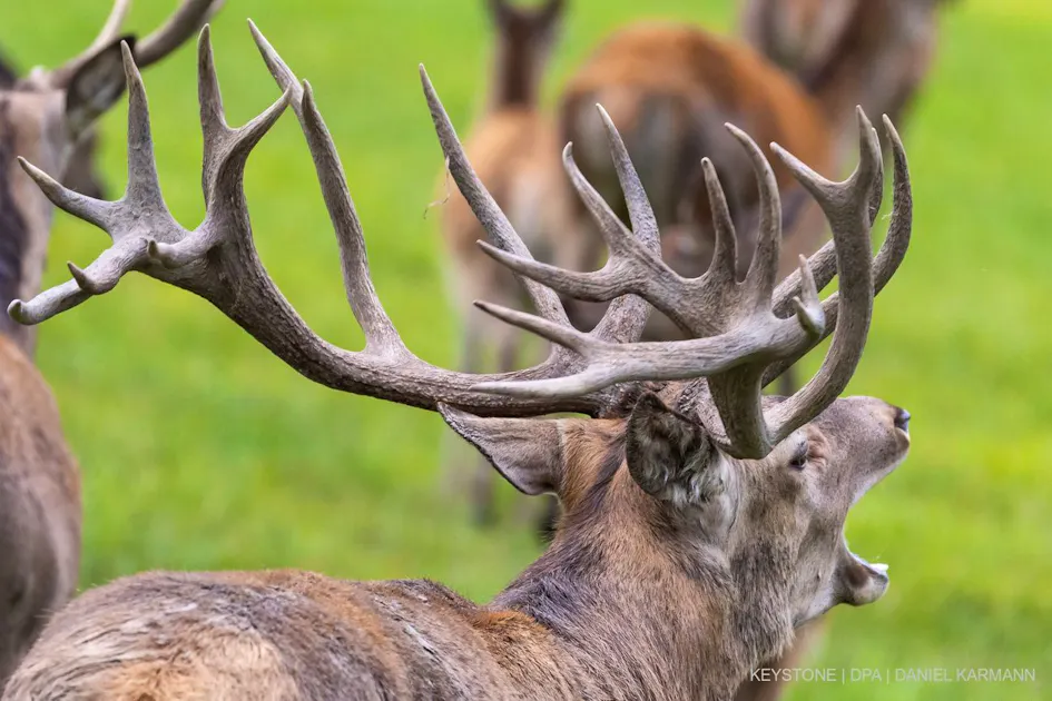 Fear is spreading: One dead and two injured in deer attack in Spain ...