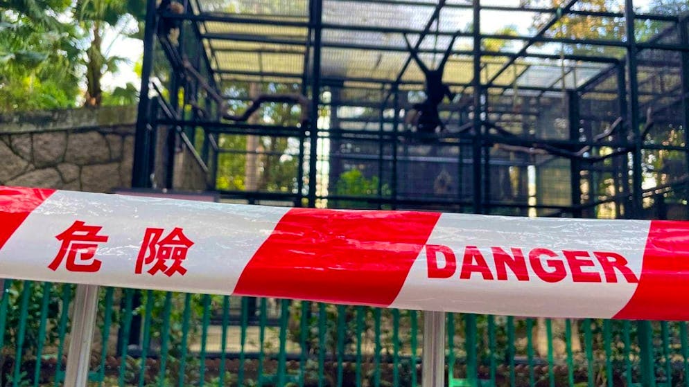 Latest news: Death of twelve monkeys at Hong Kong Zoo | blue News