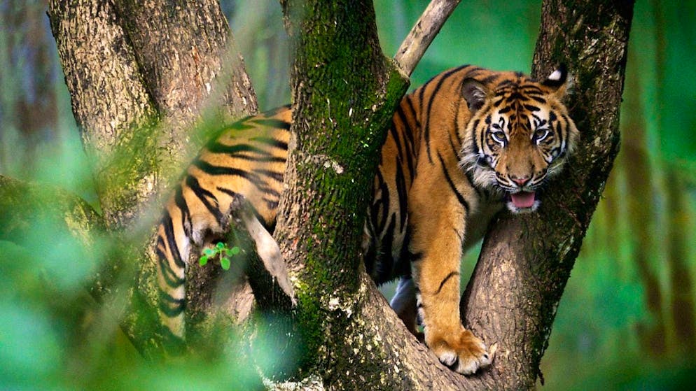 Animals: Sumatran tiger population threatened by poaching, researchers ...