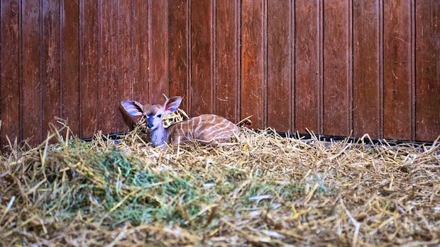 Animal world: Offspring among the okapis and kudus at Basel Zoo | blue News