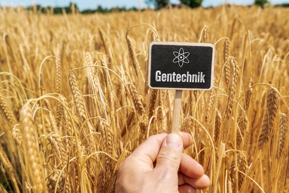 Outdoor cultivation: Federal government approves trial with genetically ...