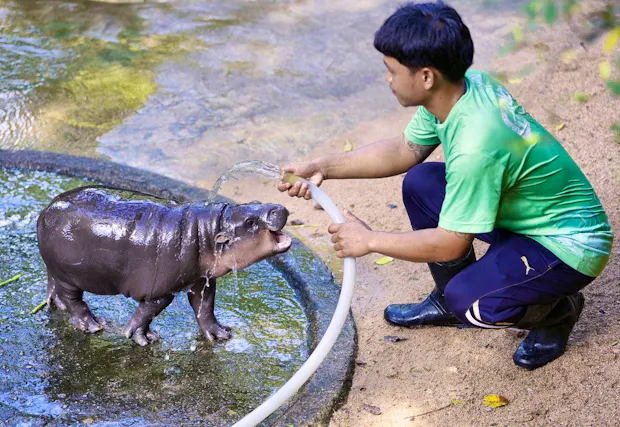 Baby pygmy hippopotamus Moo Deng gets his own song | blue News