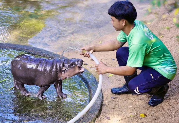 Baby pygmy hippopotamus Moo Deng gets his own song | blue News