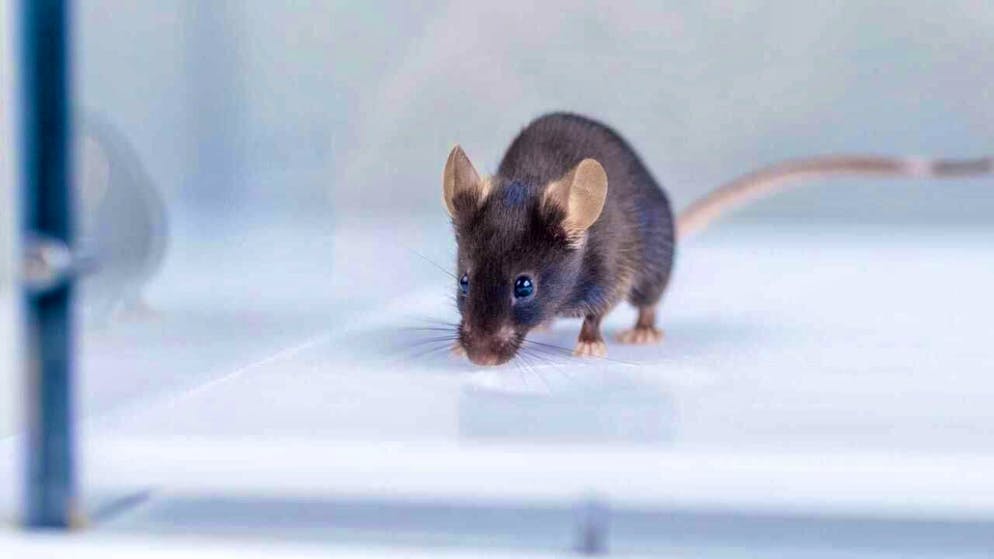 Animal research: AI technology reduces the need for laboratory mice in ...