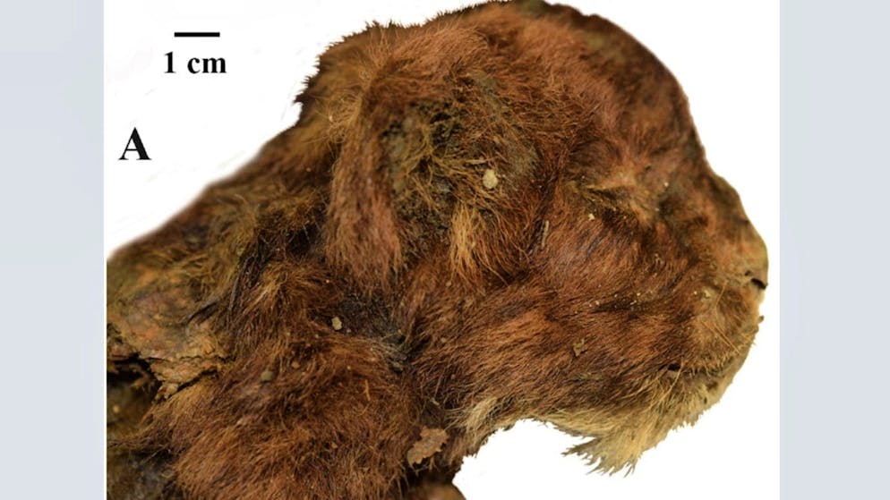 Sensation in Siberia: Researchers find three-week-old sabre-toothed ...