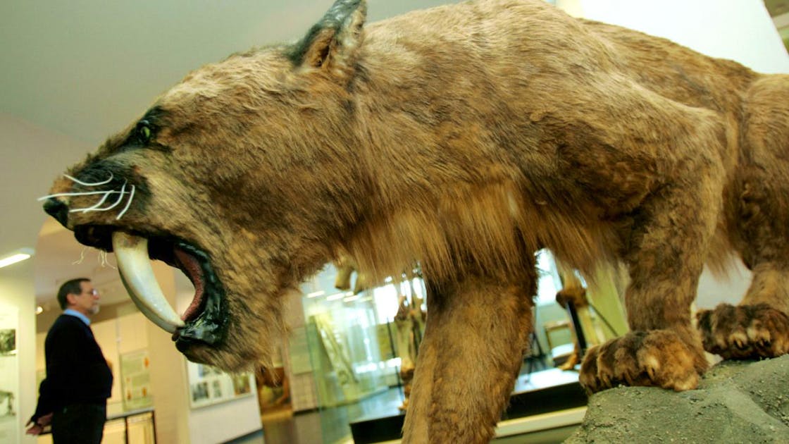International: Young sabre-toothed tiger discovered in the eternal ice ...