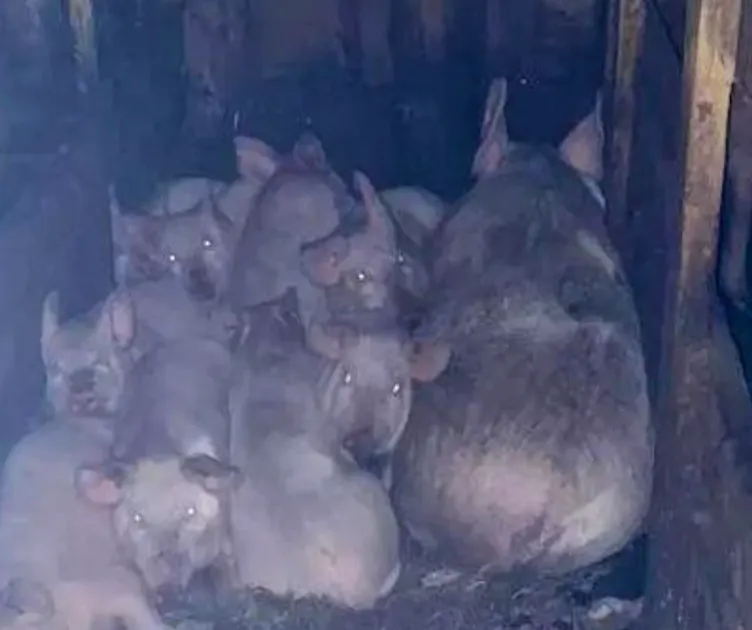 Criminal proceedings initiated: Pigs bite 17-year-old to death | blue News