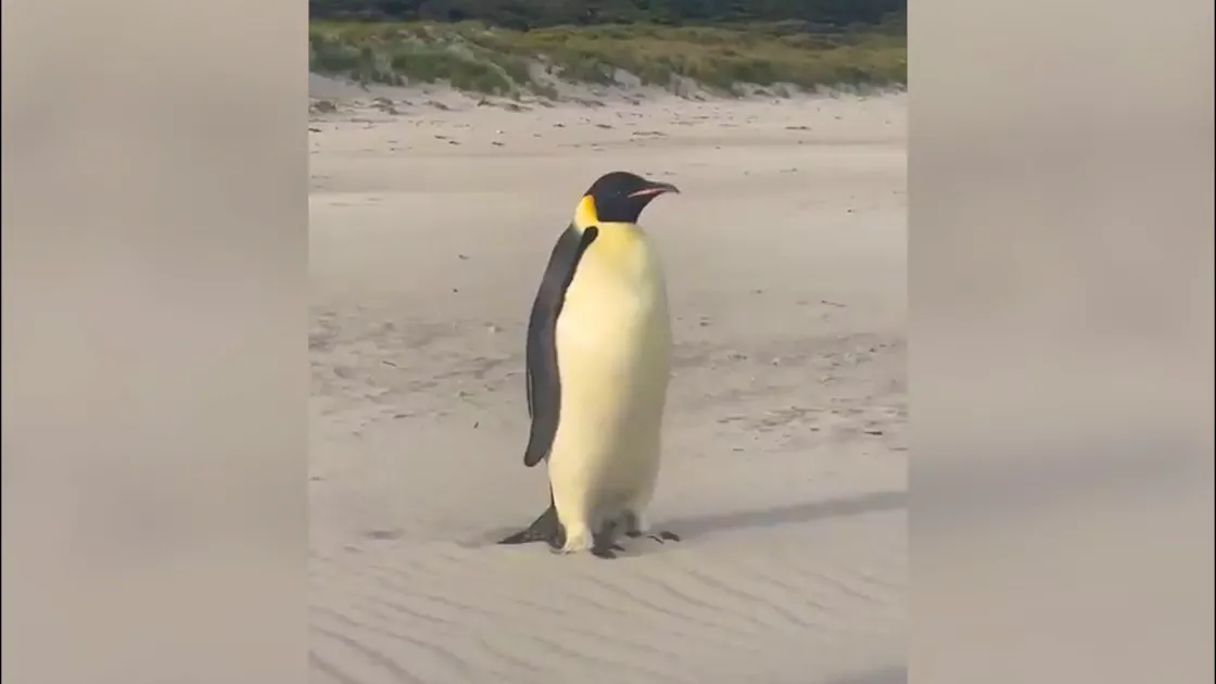 Stranded 3500 kilometers from home: Lost penguin allowed back home ...