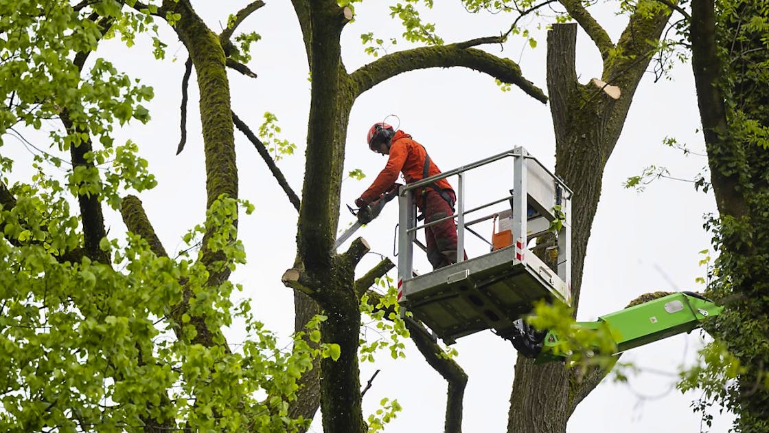 Gut gemeinte Tat wird teuer: Baum gefällt – zehn Jahre später muss Frau ...