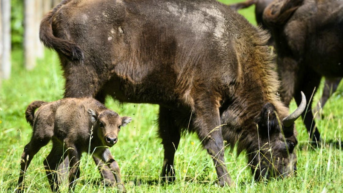 Un bison terrassé par la Langue bleue en Suisse romande | blue News