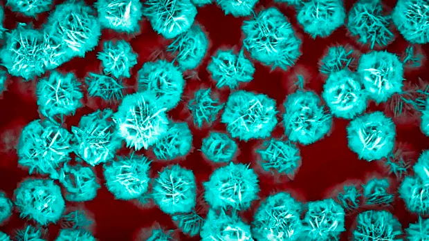 Medicine: New carrier particle discovered for drug transport in the ...