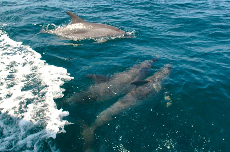 Stored in body fat: Dolphins in the USA test positive for drug fentanyl ...