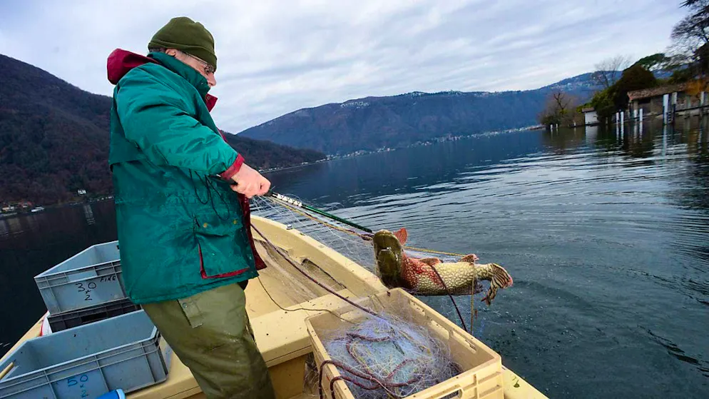 Animals: Fishing association names zander fish of the year 2025 | blue News