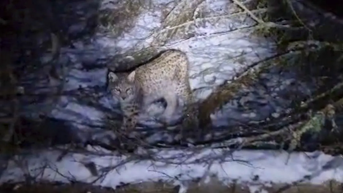 Insolite: Des lynx «illégalement relâchés» en Ecosse | blue News