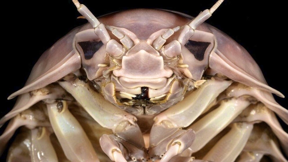 Animals: Newly discovered giant isopod named after Darth Vader | blue News