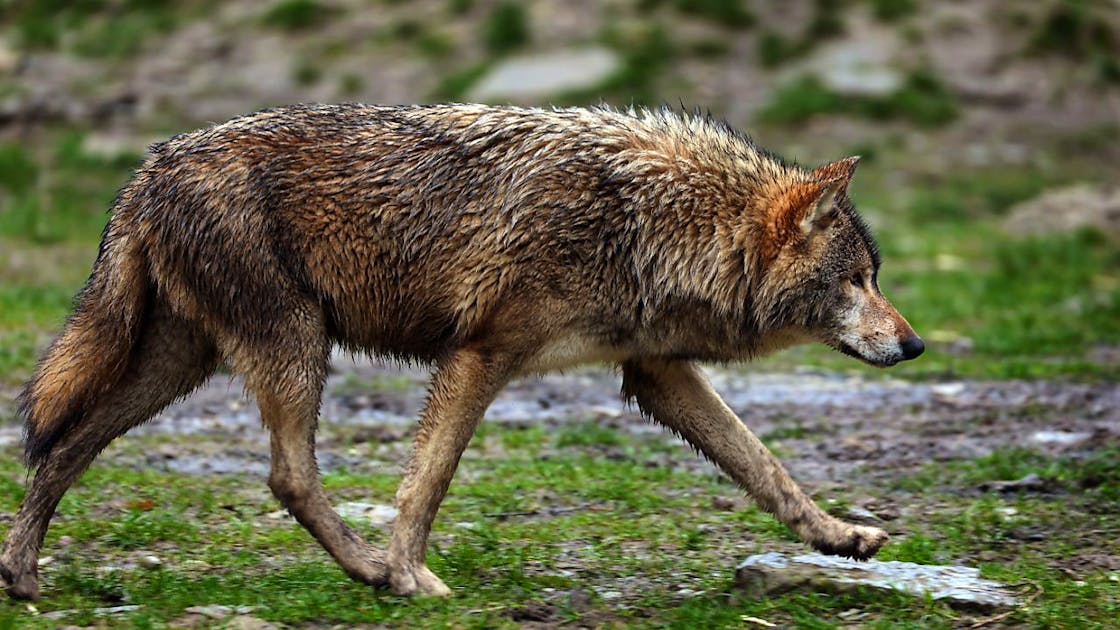 Wolf: Canton Glarus releases two wolves for shooting with immediate ...