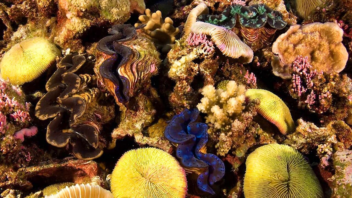 Australia: And yet it moves: How corals move around | blue News