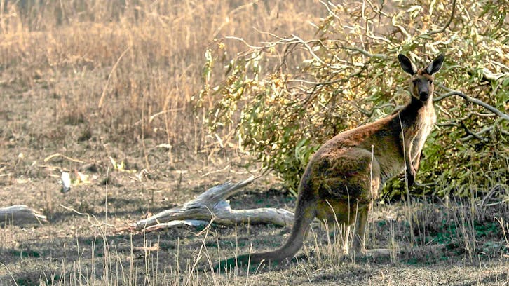 Kangaroo attack on the doorstep - Australian man seriously injured ...
