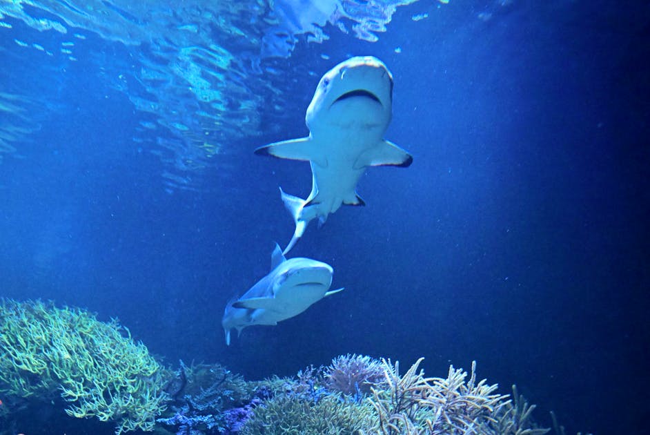 Russian Divers Killed in Rare Shark Attack | Perigon