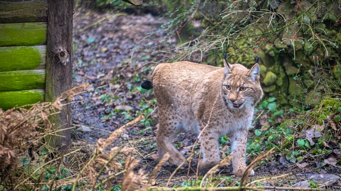 Animals: New female lynx moves into Goldau Zoo SZ | blue News
