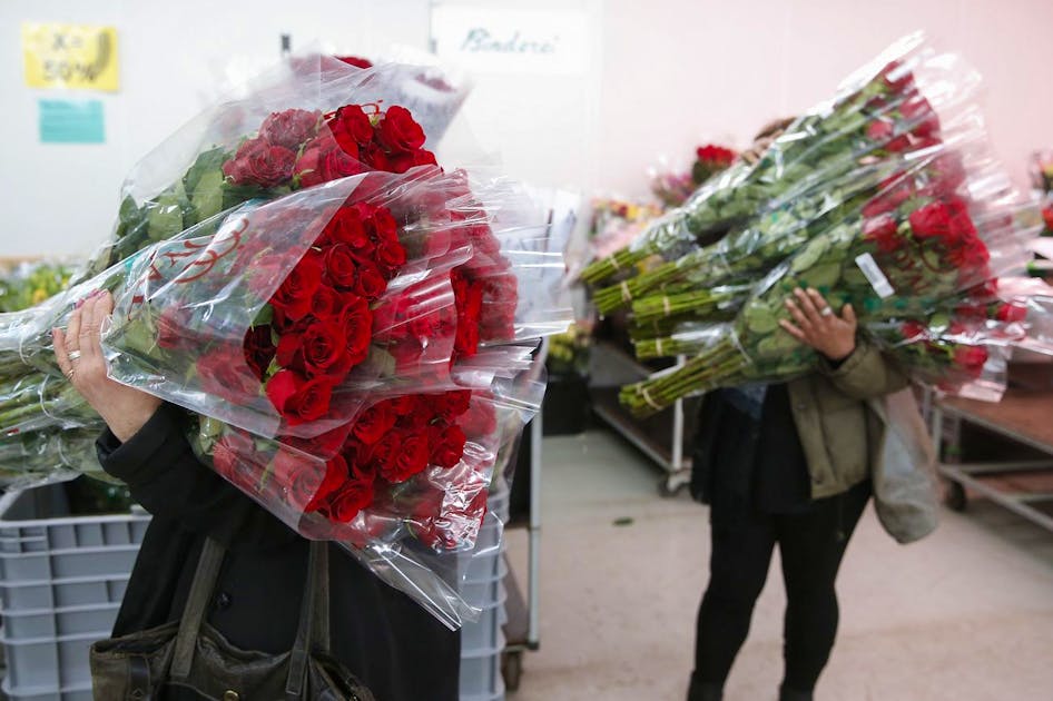 Rose hype: Valentine's Day is the D-Day of the flower industry | blue News