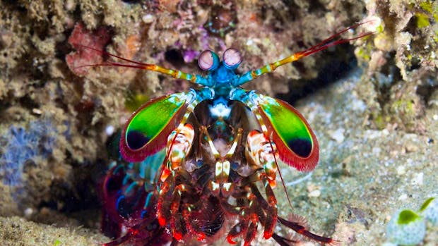 Animal: Crab strikes with the force of a small-caliber bullet | blue News