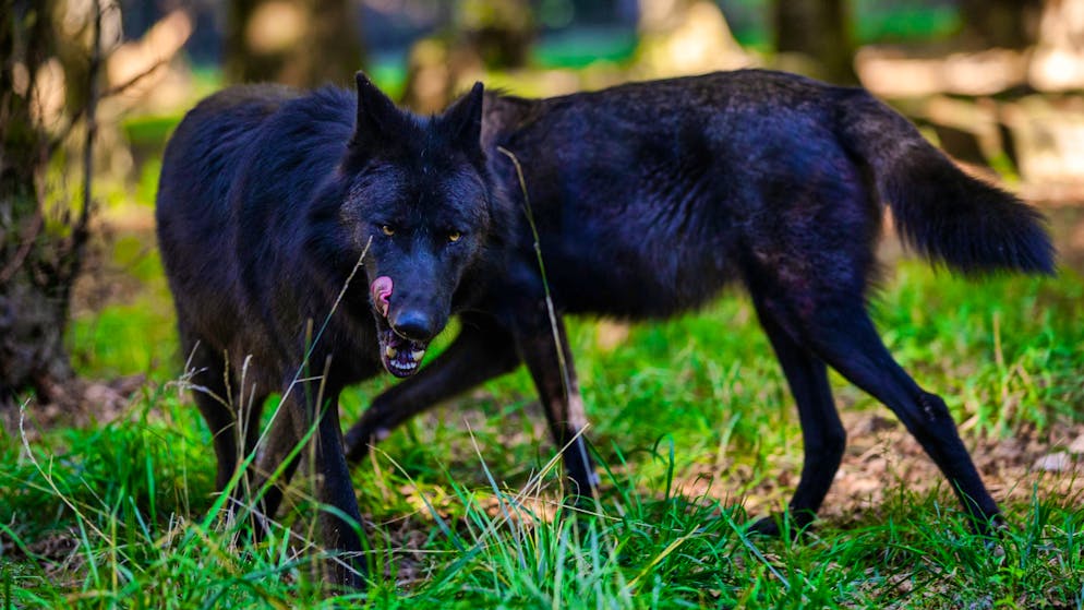 Two rare black wolves spotted in Poland | blue News