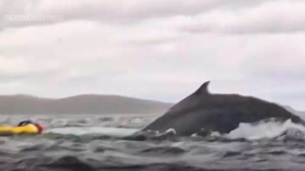 Whale swallows kayaker - and spits him out again | blue News