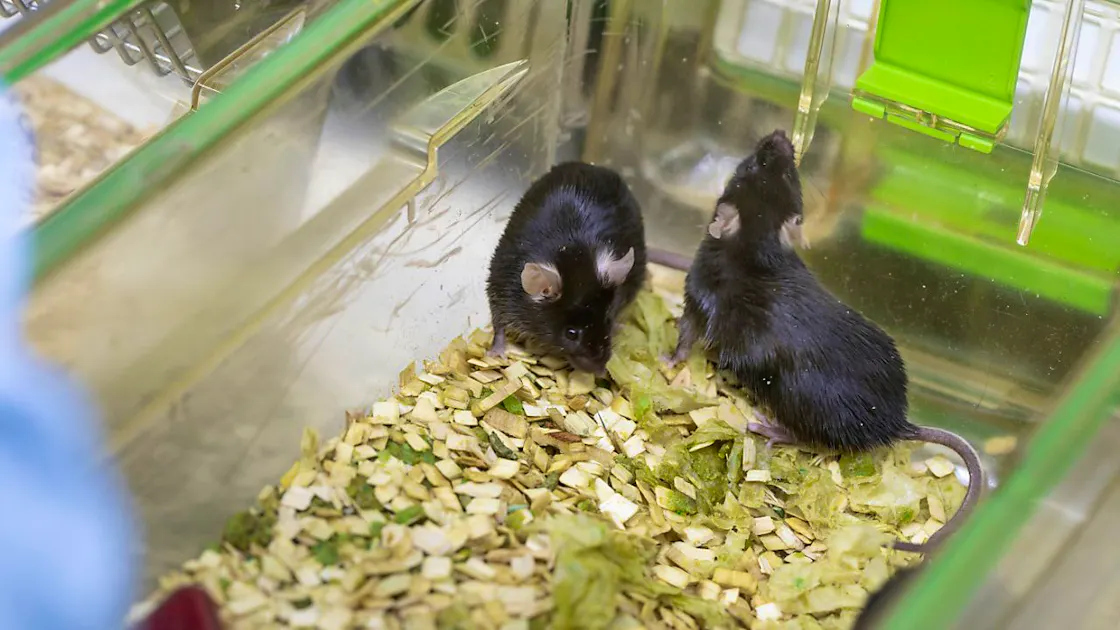 Animal experiments: Federal Council rejects the popular initiative for ...