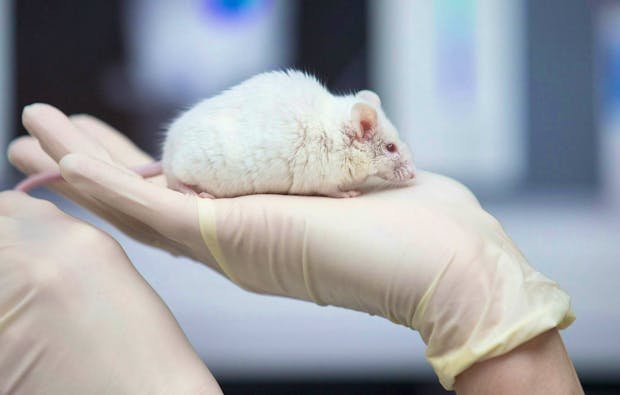 Mice provide first aid to conspecifics in distress | blue News
