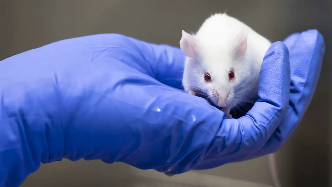 Animals: Study shows amazing abilities of mice | blue News