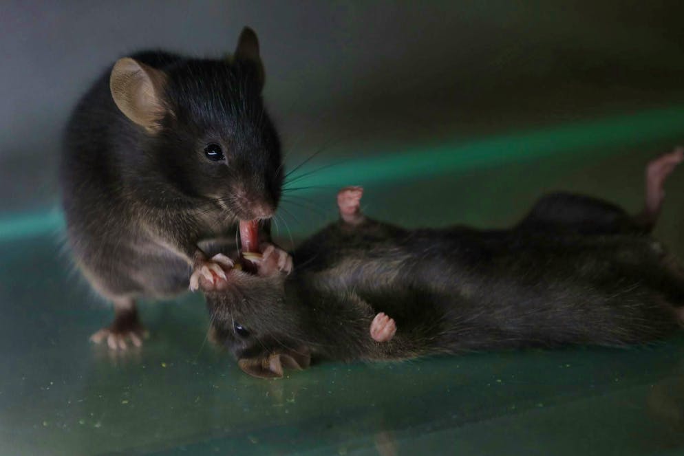Mice provide first aid to conspecifics in distress | blue News