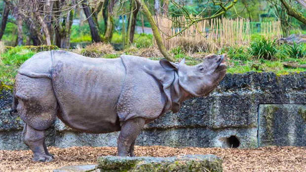 Animals: Man breaks into rhino enclosure at Basel Zoo | blue News