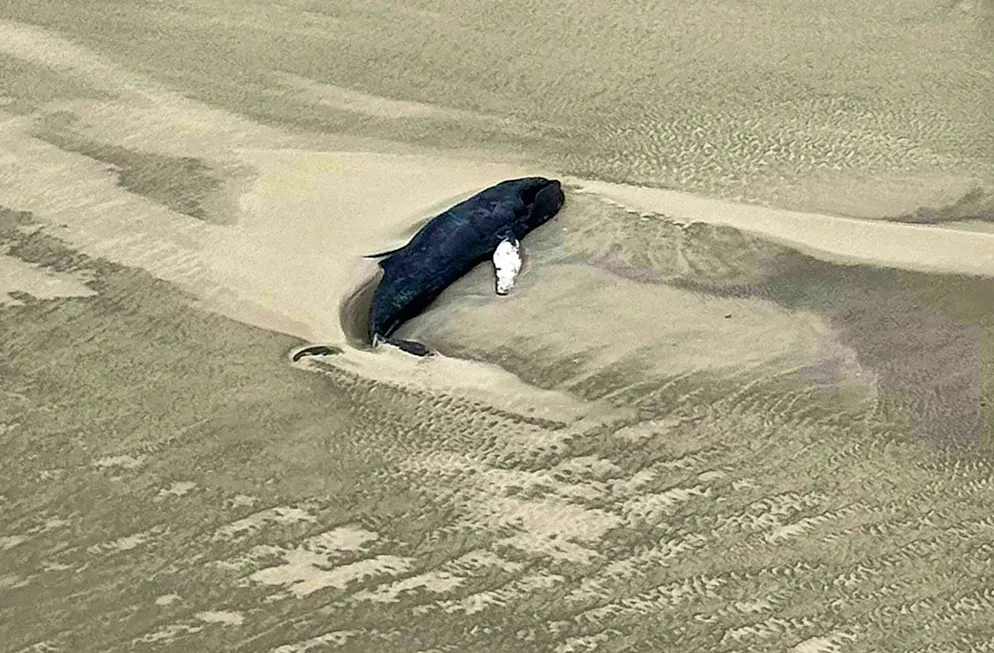 Stranded humpback whale is malnourished juvenile | blue News