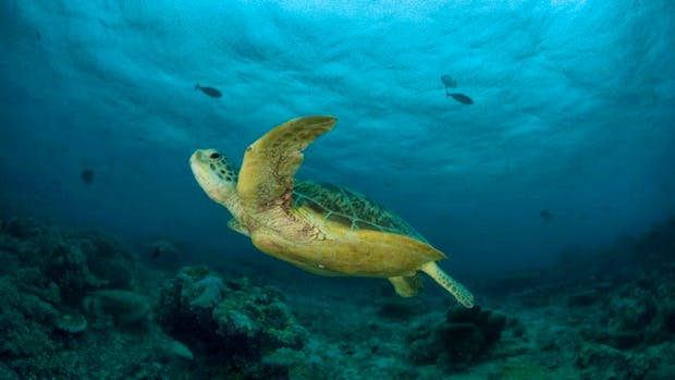 Animal: Turtles adapt their egg-laying to climate change | blue News