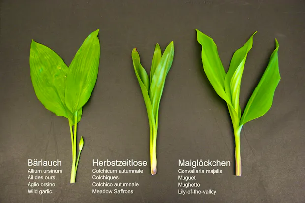 Picking wild garlic: How to distinguish it from poisonous plants | blue ...