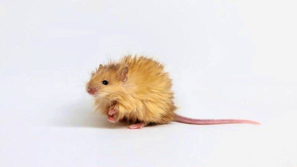Genetics: Researchers create mice with mammoth fur | blue News