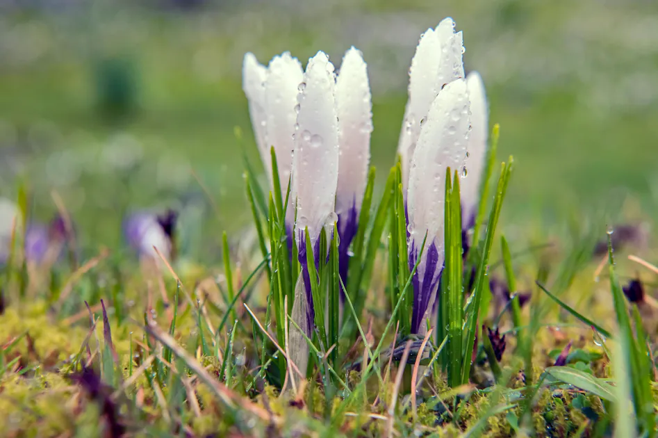«Pluie de mars grandit l'herbette et souvent annonce...» | blue News