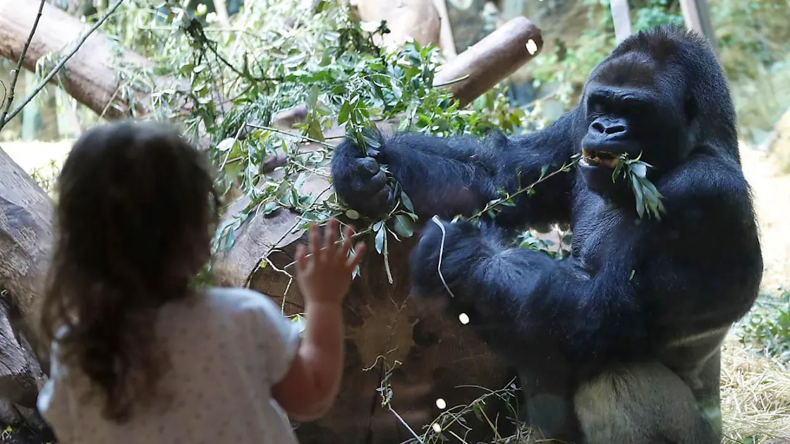 Il gorilla N'Gola è morto a 47 anni allo zoo di Zurigo | blue News